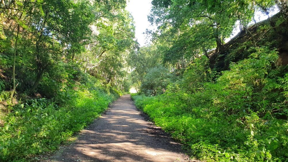 Shepshed Cutting - Charnwood Forest Geopark