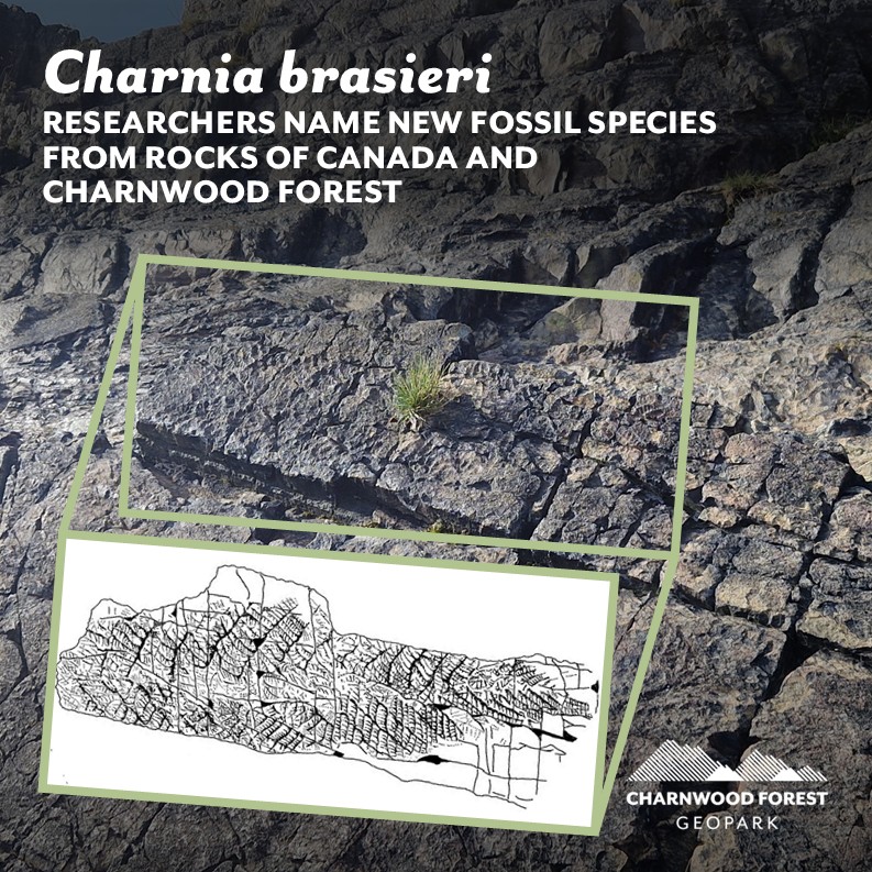 Researchers Name New Fossil From Rocks of Charnwood Forest - Charnwood ...